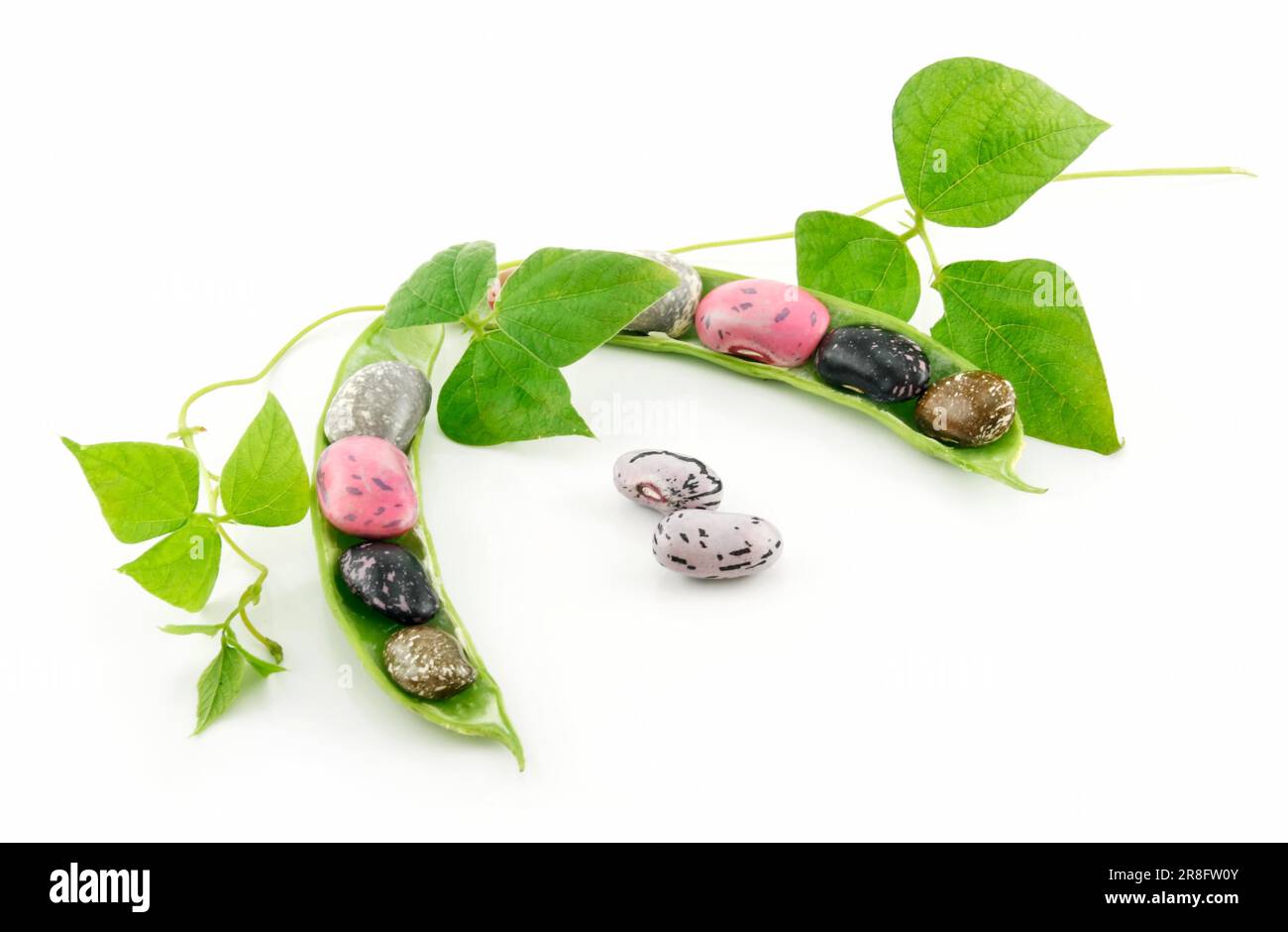 Ripe Haricot Beans with Seed and Leaves Isolated on White Background ...