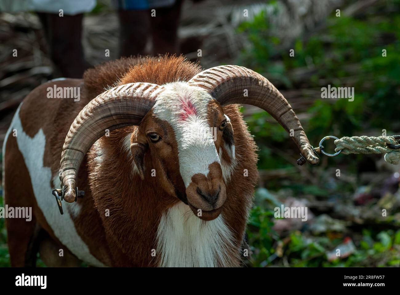 Goat waiting for kidaai Muttu Goat fighting near Madurai, Tamil Nadu ...