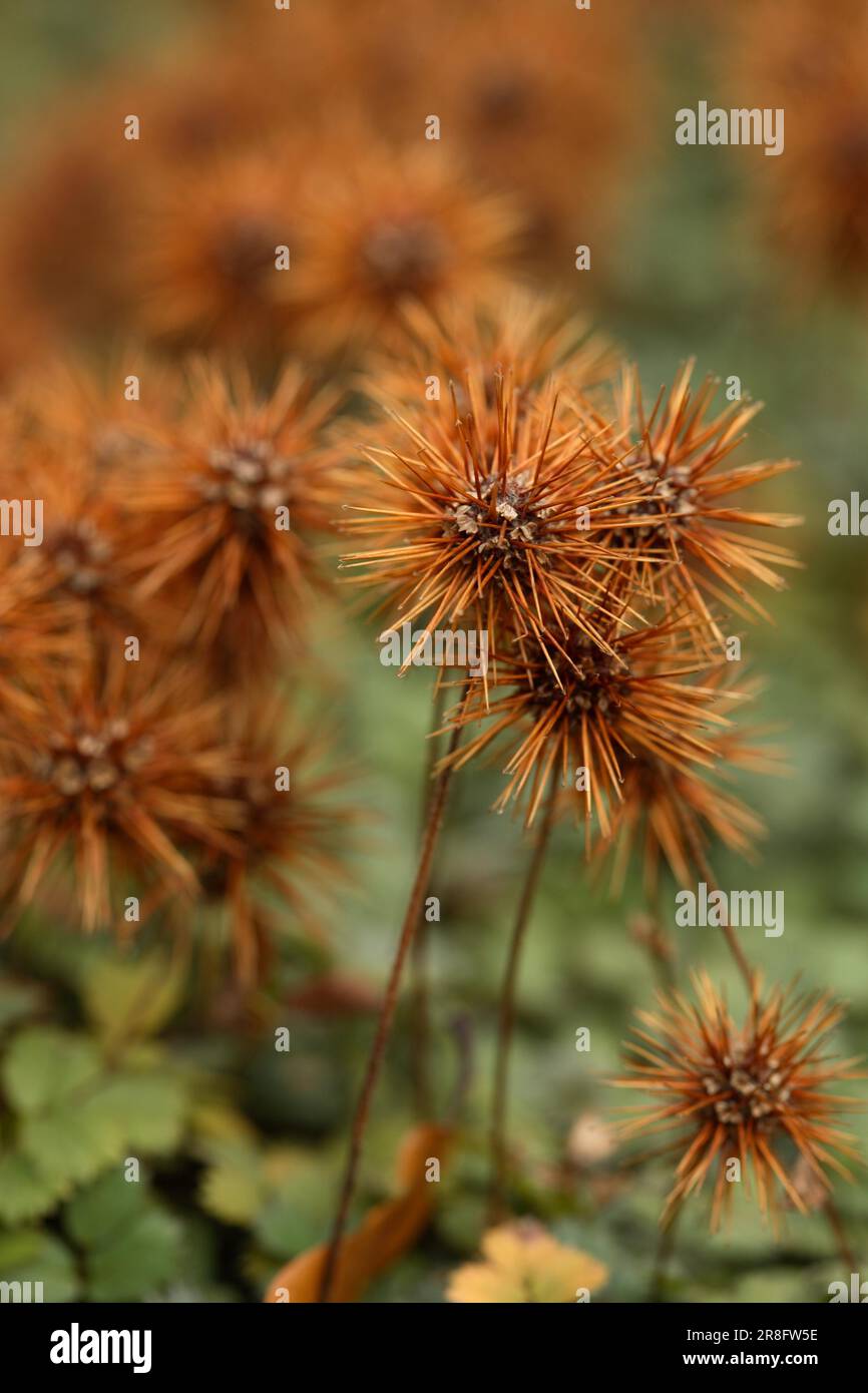 Acaena microphylla 'Copper Carpet' - Brown-leaved Prickly Nuts Stock ...
