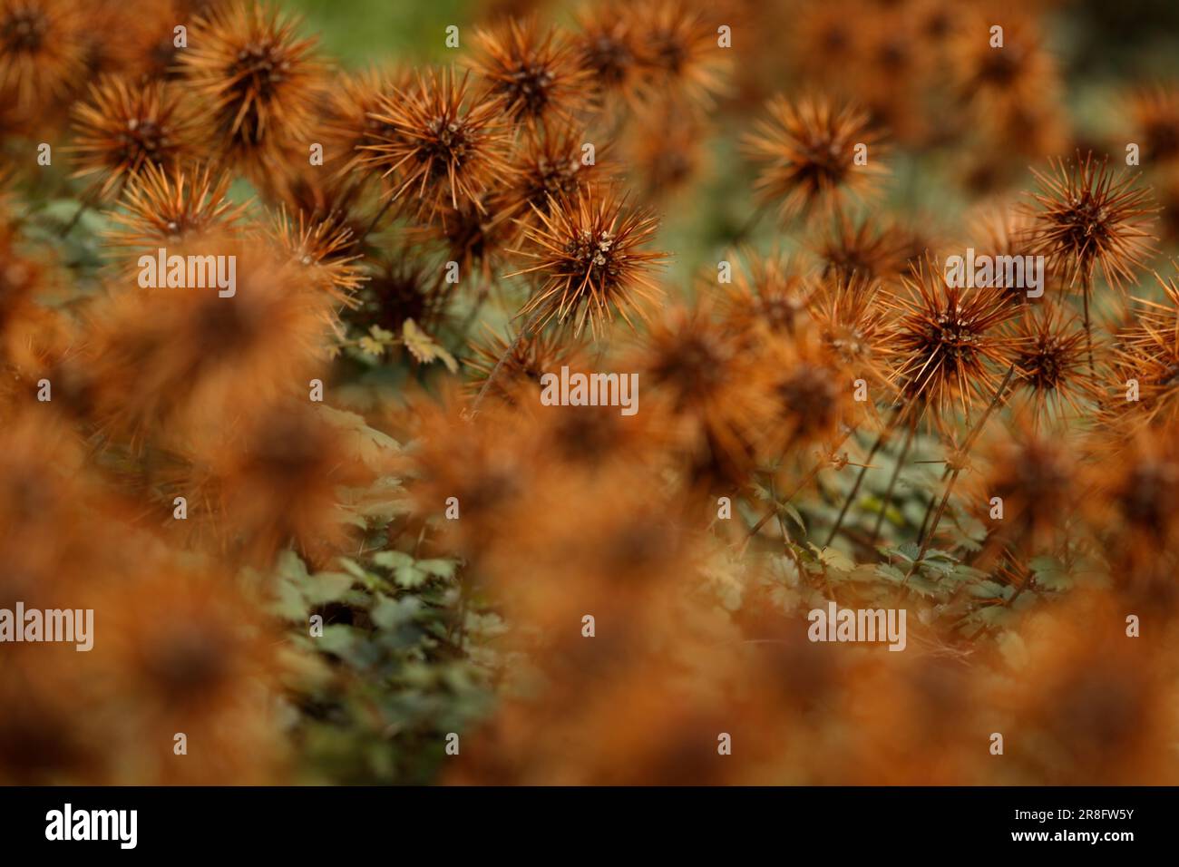 Acaena microphylla 'Copper Carpet' - Brown-leaved Prickly Nuts Stock ...