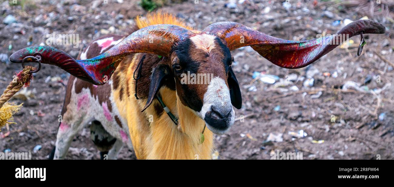 Goat waiting for kidaai Muttu Goat fighting near Madurai, Tamil Nadu ...
