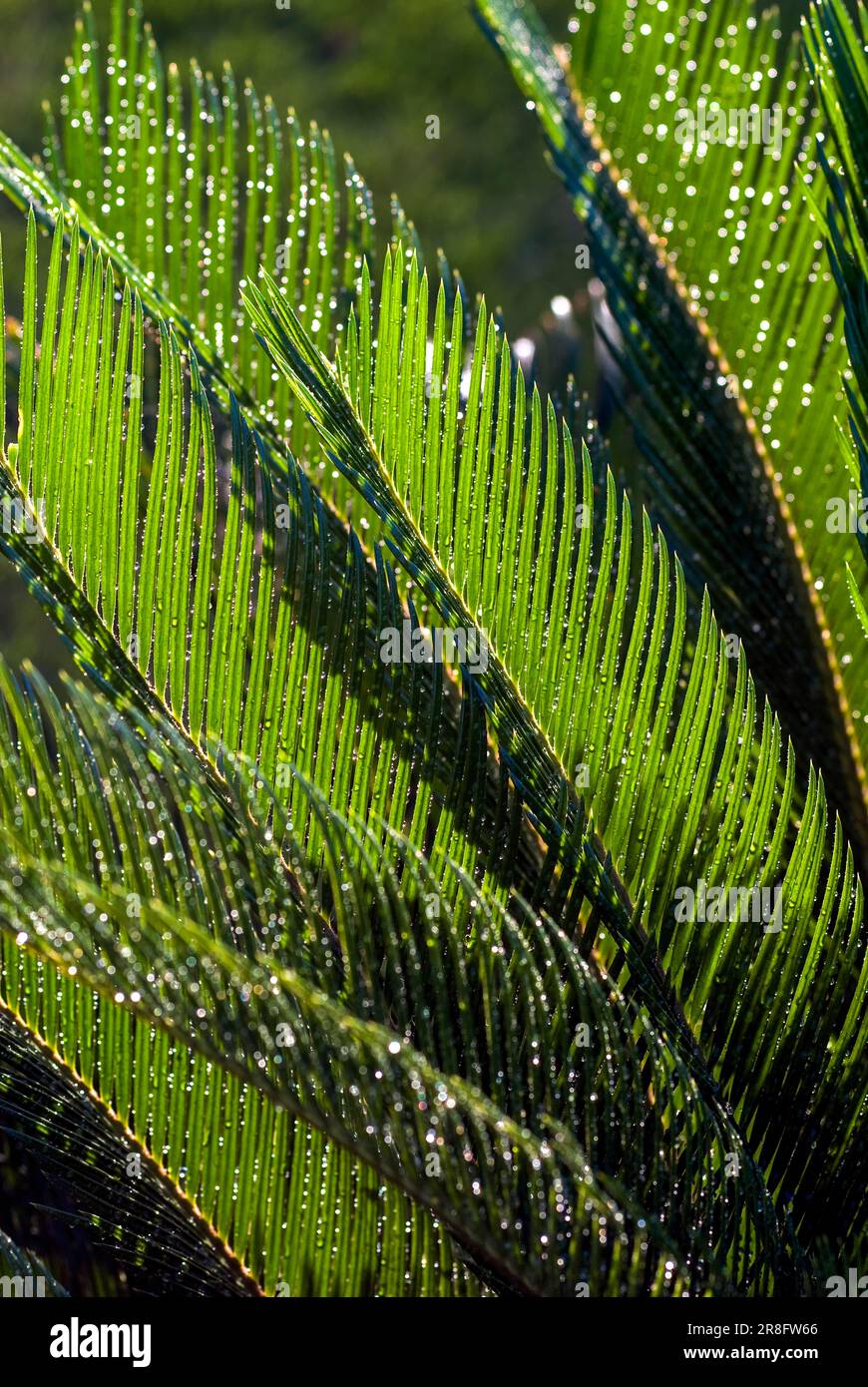 King sago palm sago palm sago cycad (Cycas revoluta) at Coimbatore ...