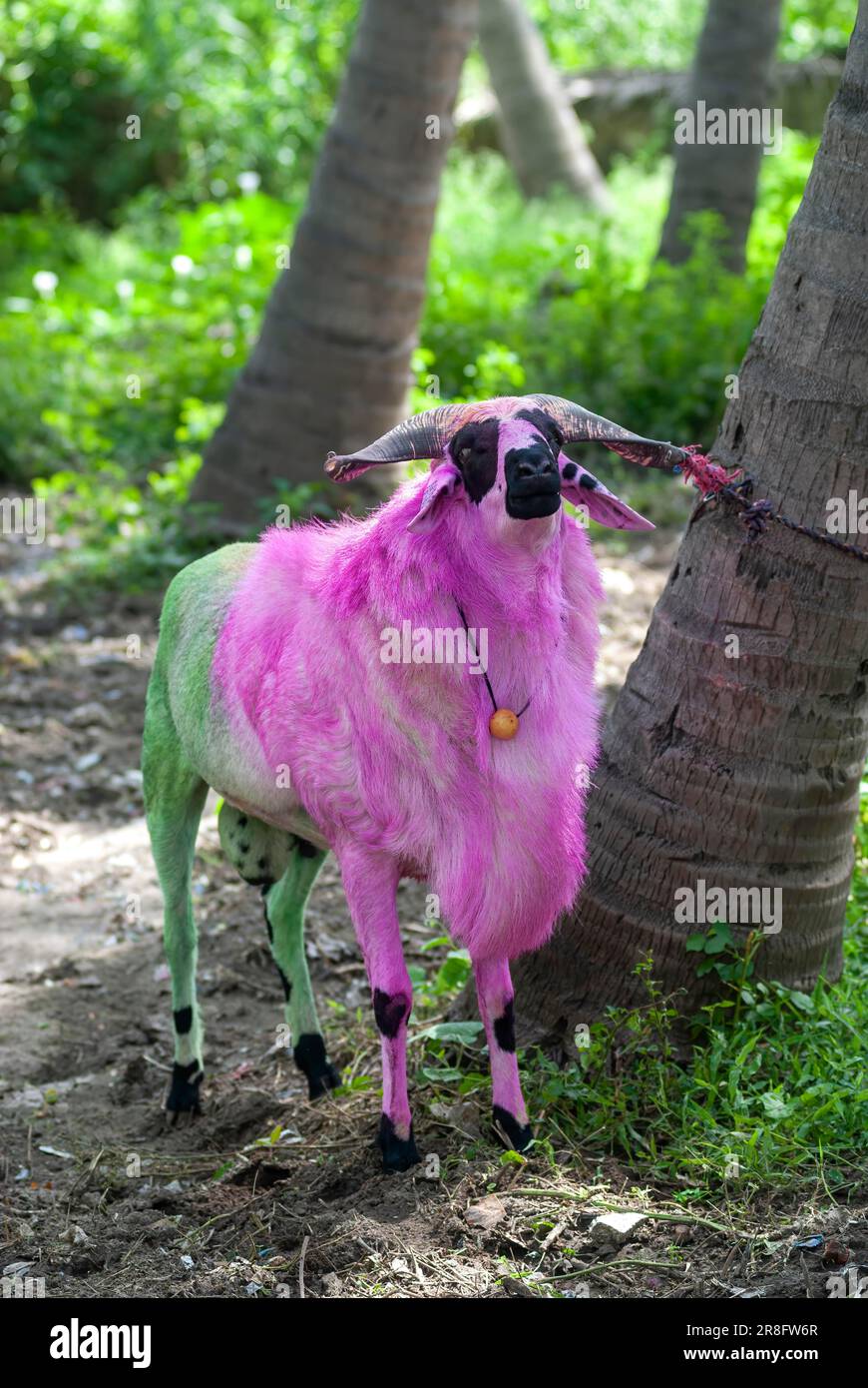 Goat waiting for kidaai Muttu Goat fighting near Madurai, Tamil Nadu ...