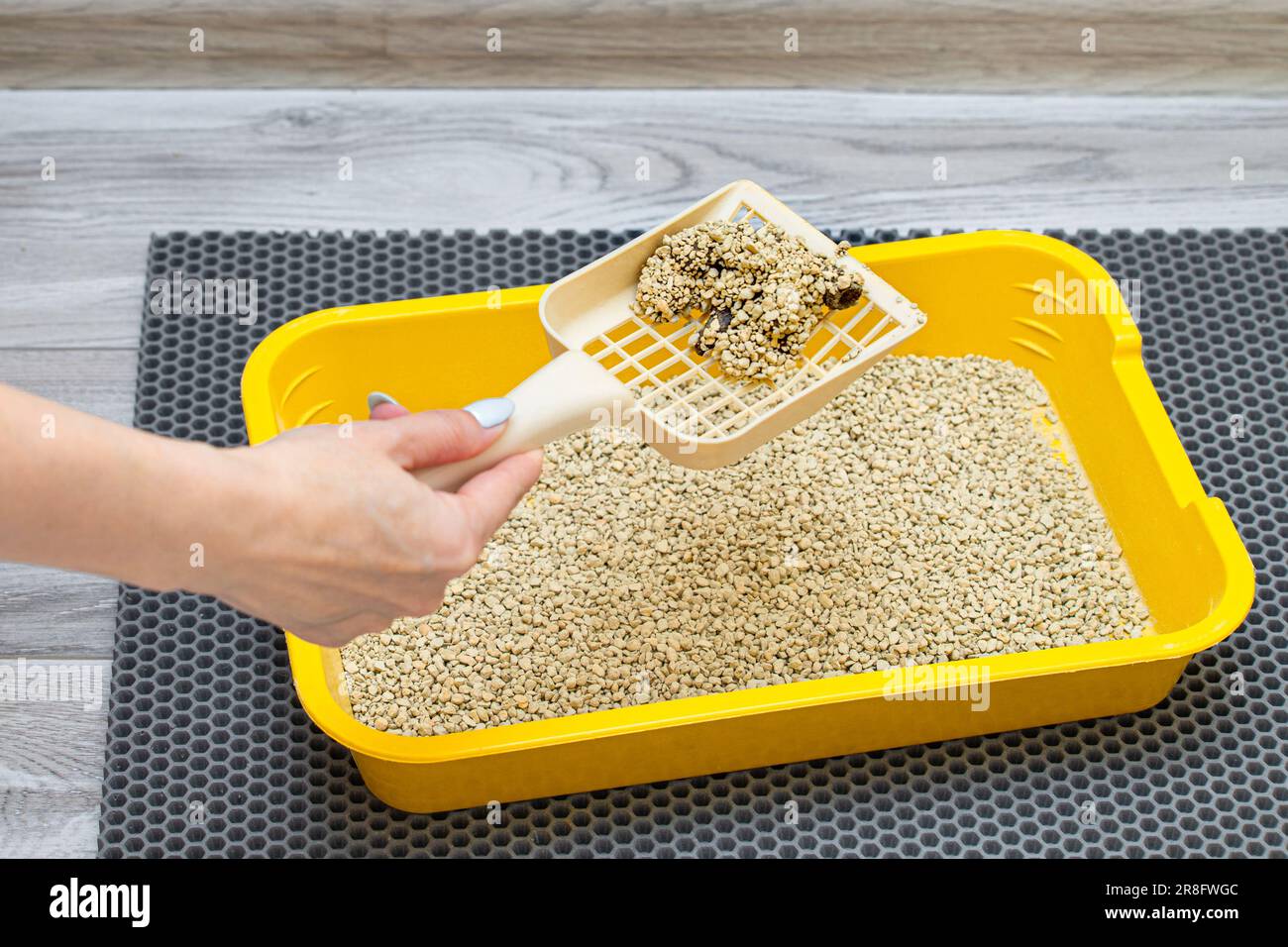man cleans the cat litter box with a shovel. cat litter cleaning Stock ...