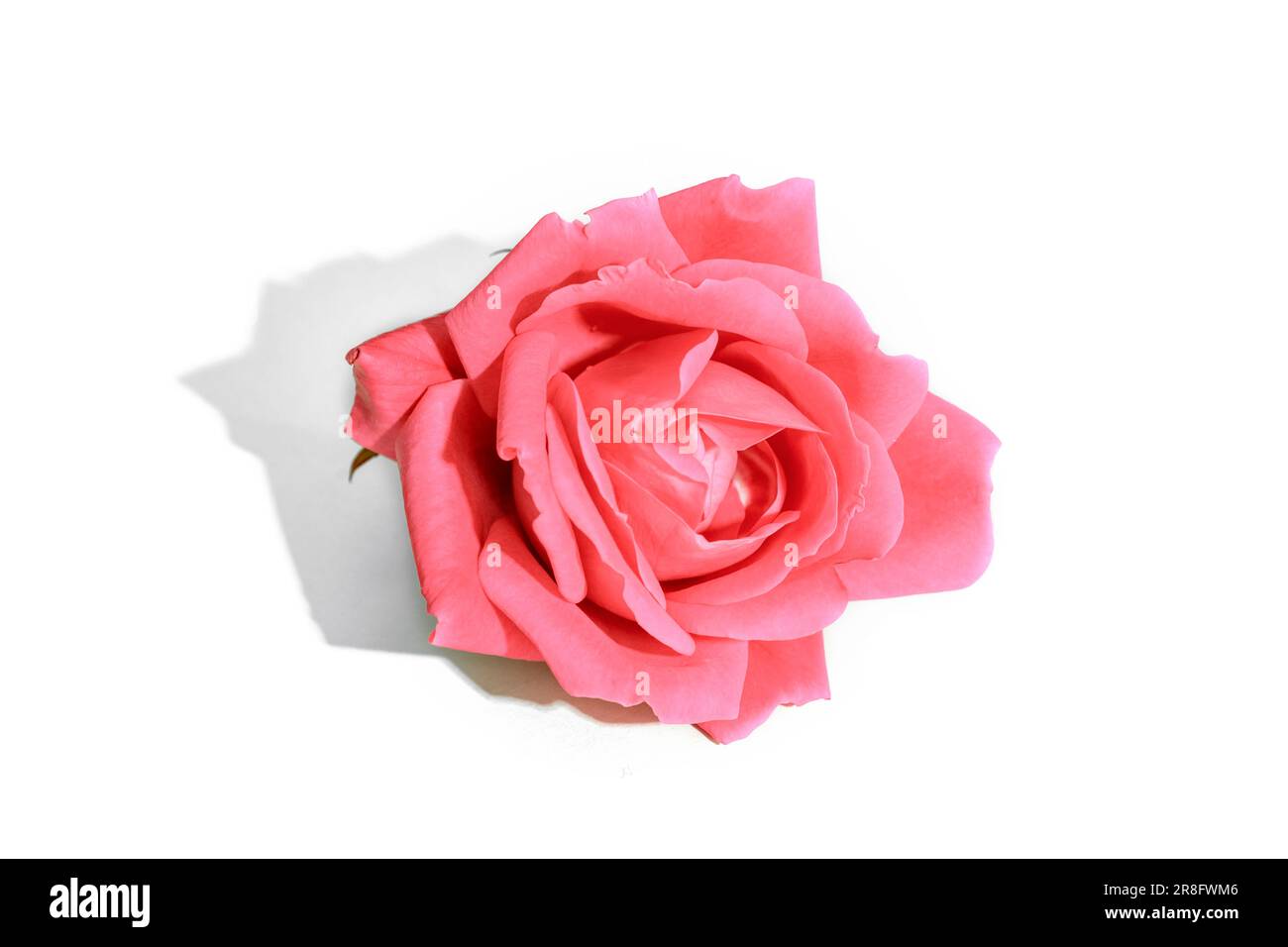 Closeup shadow plant on Cut Out Stock Images & Pictures - Alamy