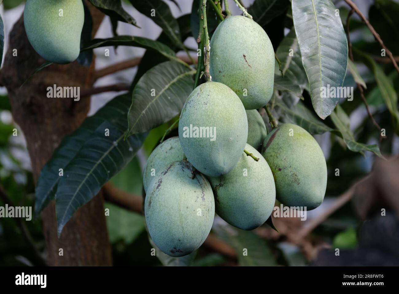 A bunch of mangoes with a blurry leaf background Young mango Stock ...