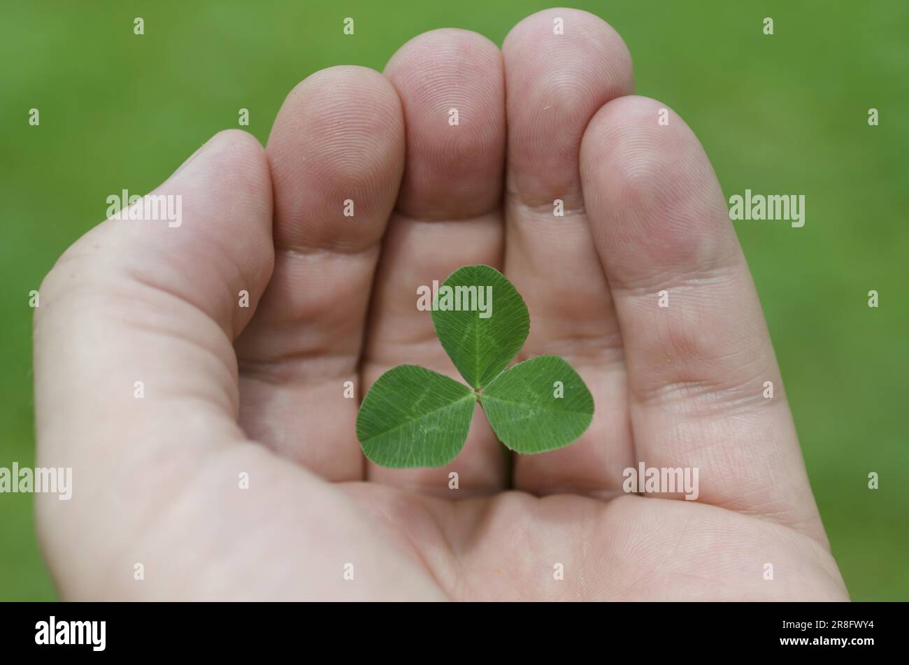 Human Hand Carefully Protecting a Three Leaf Clover Stock Photo - Alamy