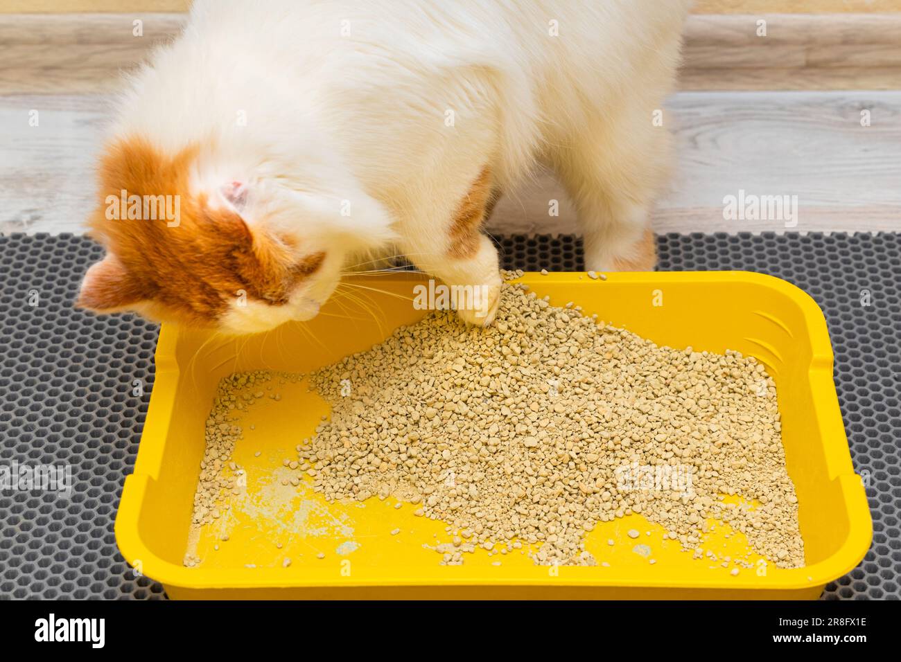 the cat went to the toilet in the tray. cat buries feces Stock Photo ...
