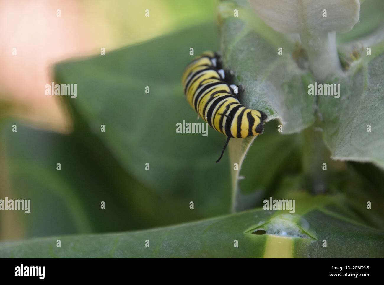 Striped monarch caterpillar creeping and crawling on a milkweed leaf ...