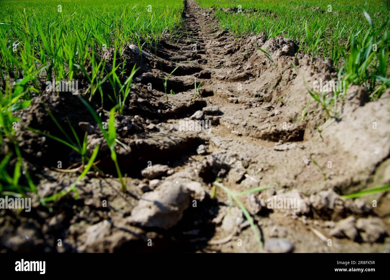 Tractor Track on the Green Rice Field Stock Photo - Alamy