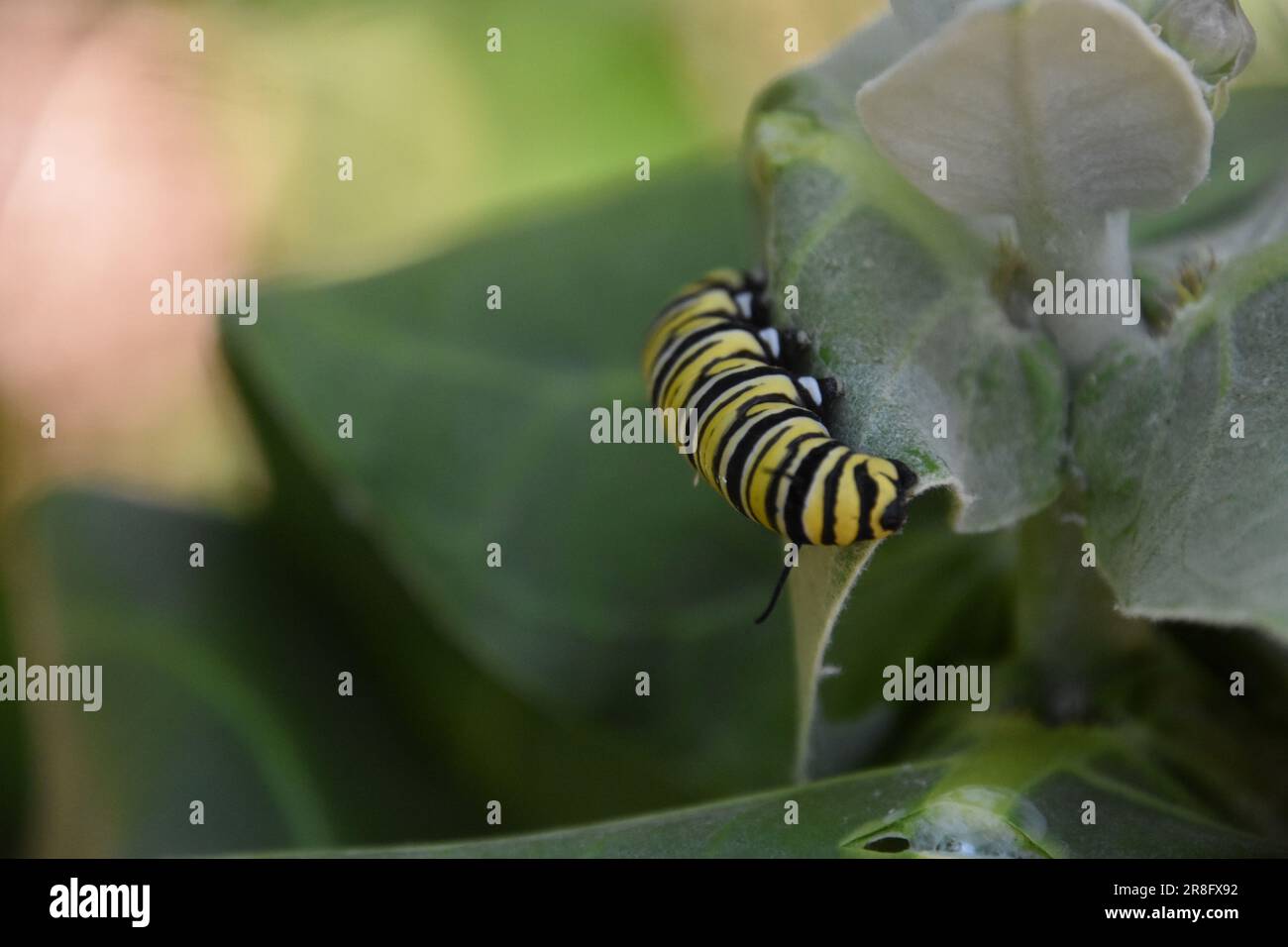 Crawling striped monarch caterpillar on a giant milkweed leaf Stock ...