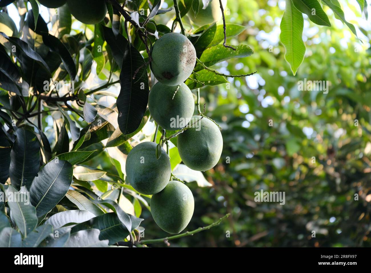 A bunch of mangoes with a blurry leaf background Young mango Stock ...