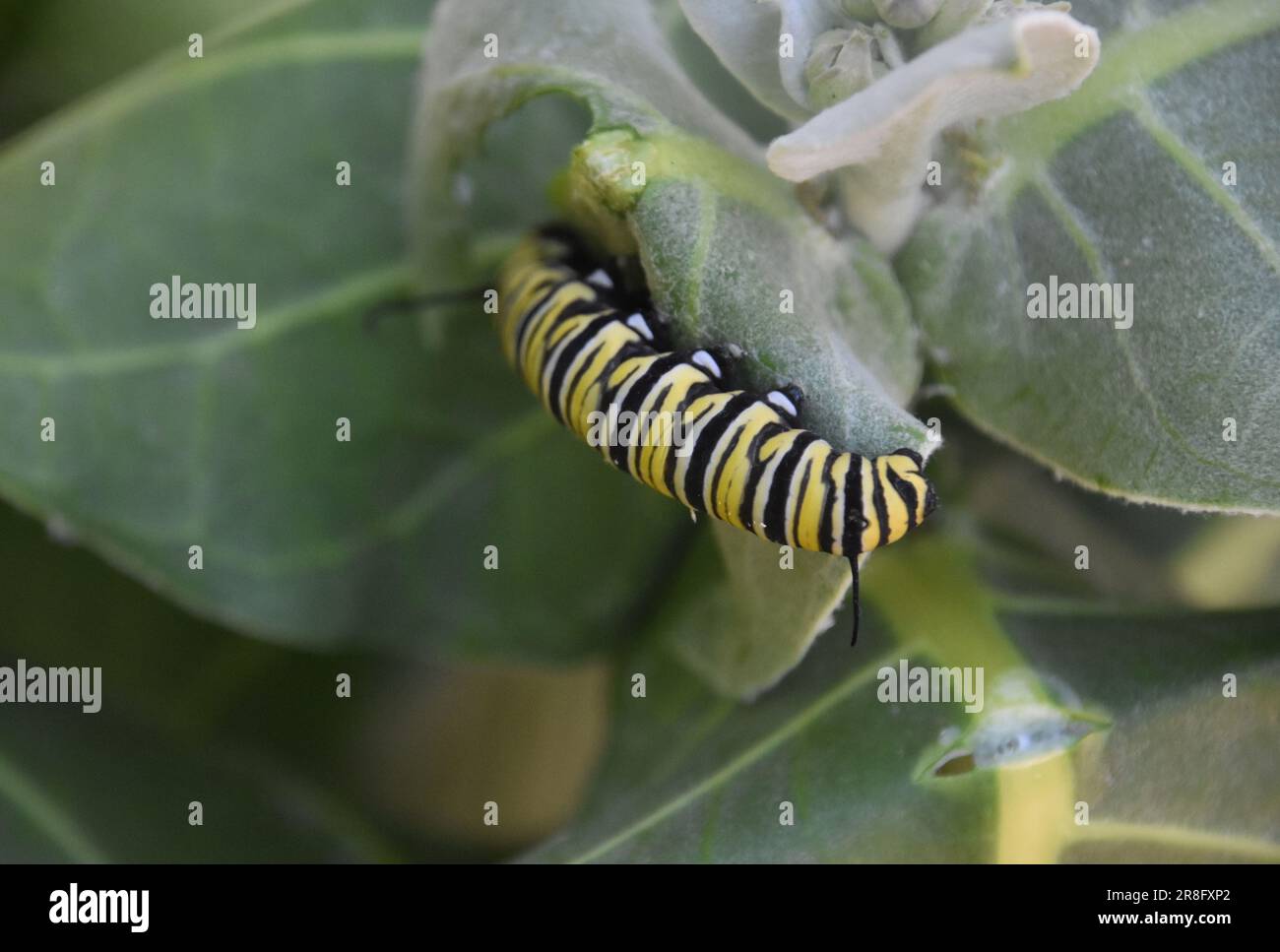 Terrific up close look at a creeping monarch caterpillar Stock Photo ...