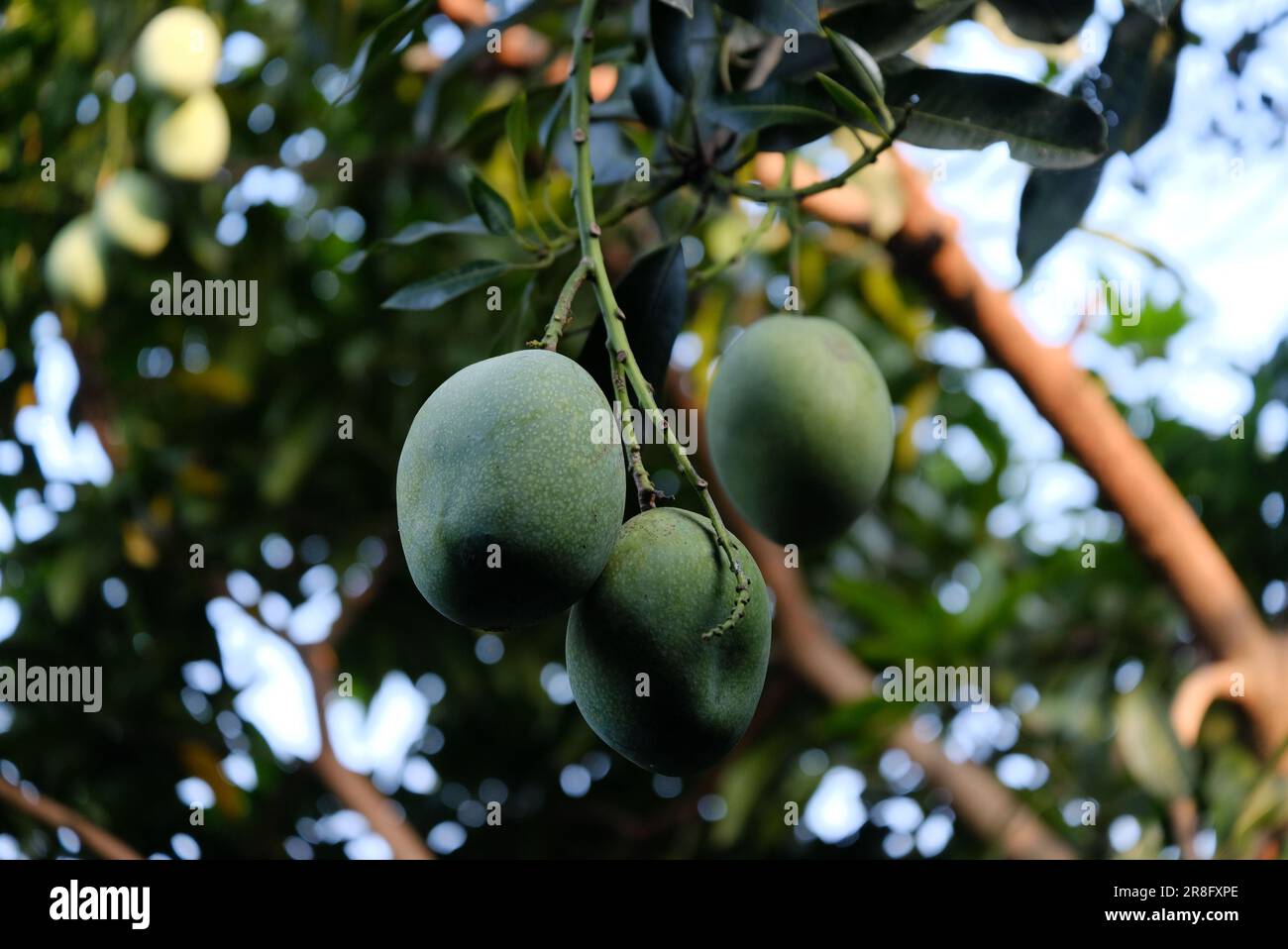 A bunch of mangoes with a blurry leaf background Young mango Stock ...
