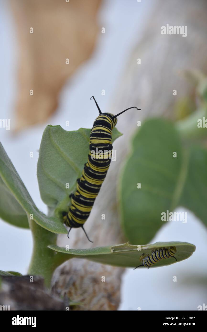 Creeping large and small monarch caterpillars crawling on milkweed ...