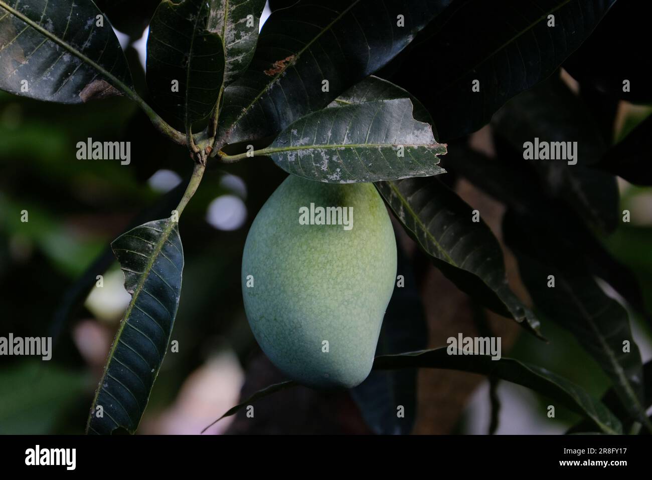 A bunch of mangoes with a blurry leaf background Young mango Stock ...