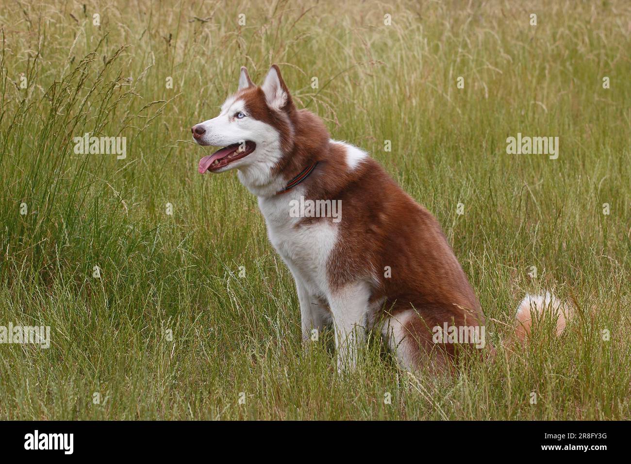 Siberian Husky (Canis lupus) familaris, female, 3 years, sitting on the ...