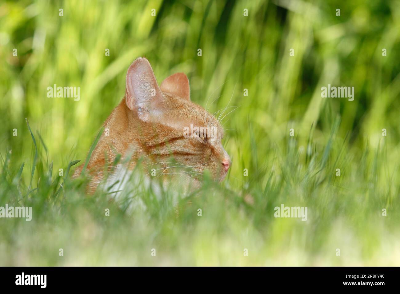 Young red tabby tomcat (Felis catus), portrait in tall grass, North ...
