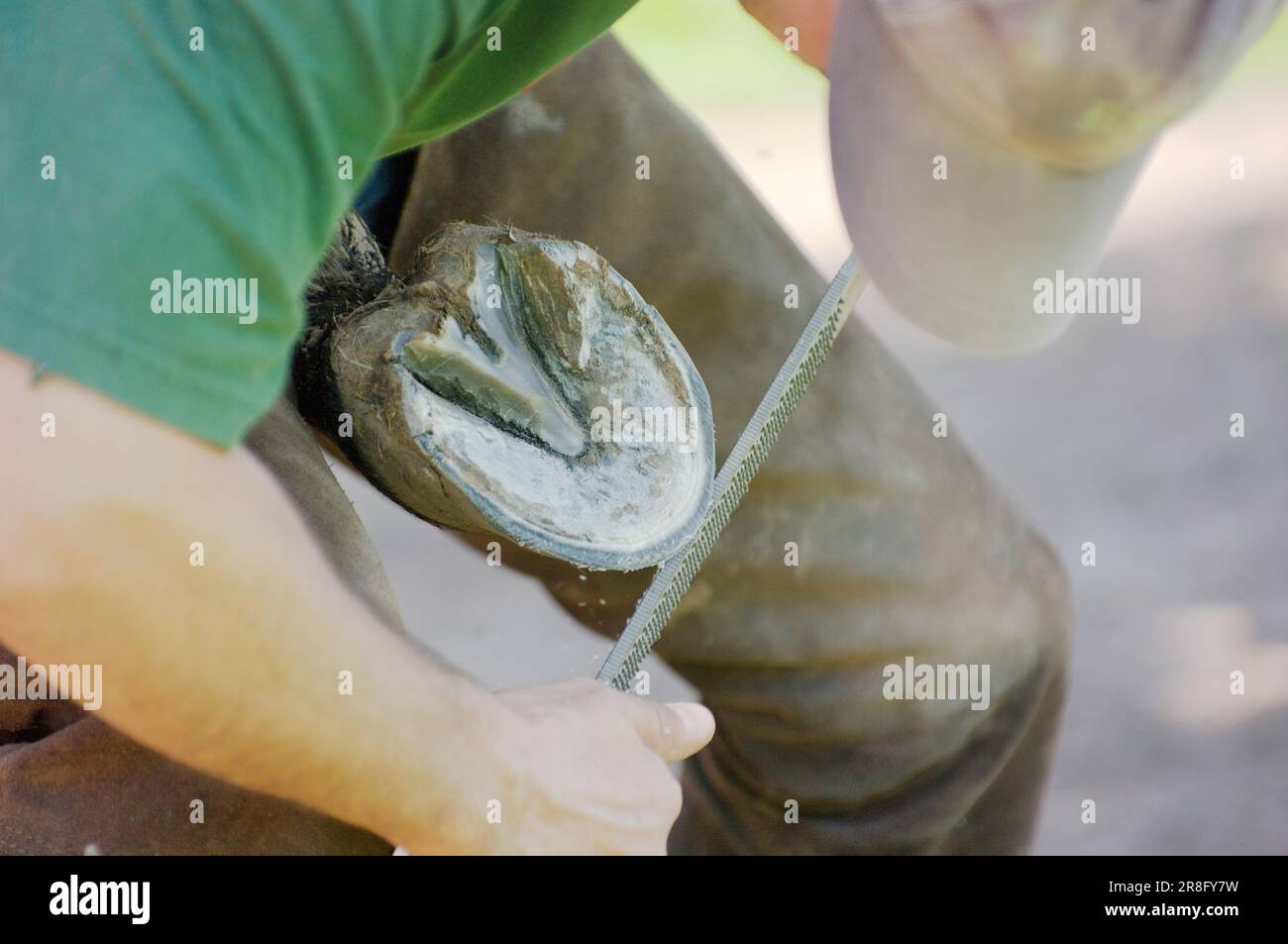 Filing off the horse hoof, rasp, farrier, hoof care, horse care, horse hoof, rasp, file, hoof ...