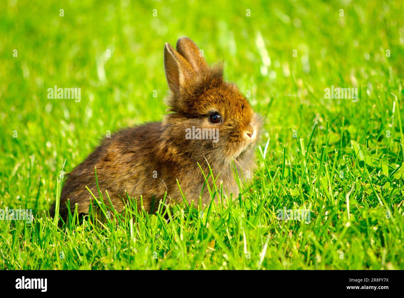 Young animal, lion mane dwarf rabbit, lion head rabbit, domestic rabbit ...