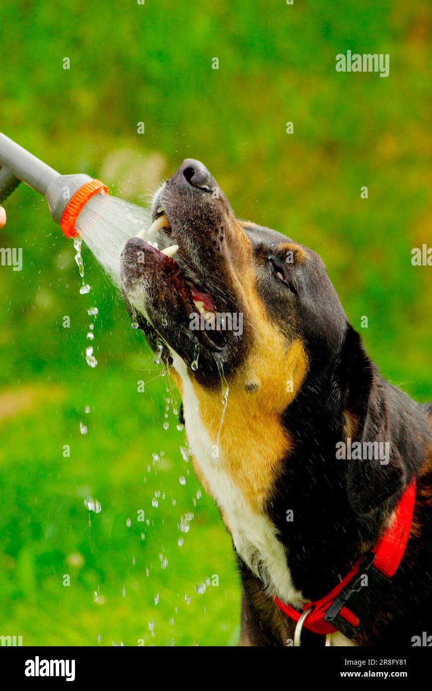 Mongrel dog, water jet in mouth, shower, shower jet Stock Photo - Alamy