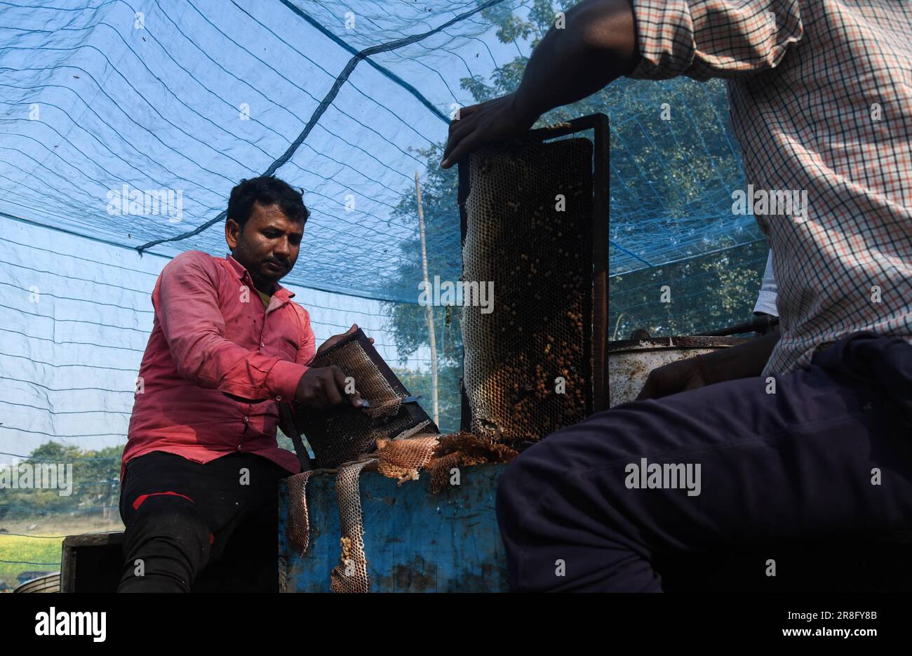 Bee keepers working in a bee farm near a mustards field in a village in ...