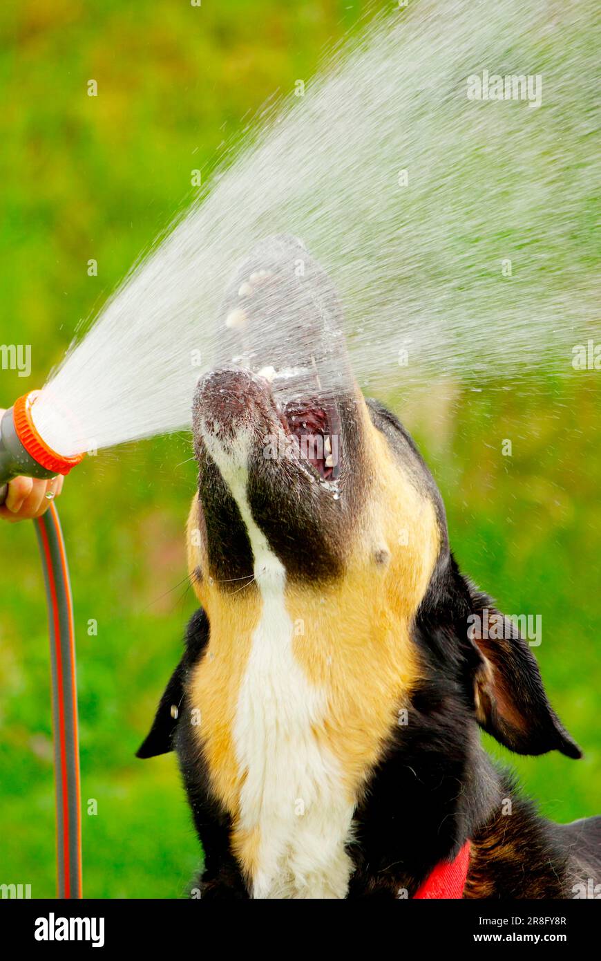 Mongrel dog, water jet in mouth, shower, shower jet Stock Photo - Alamy