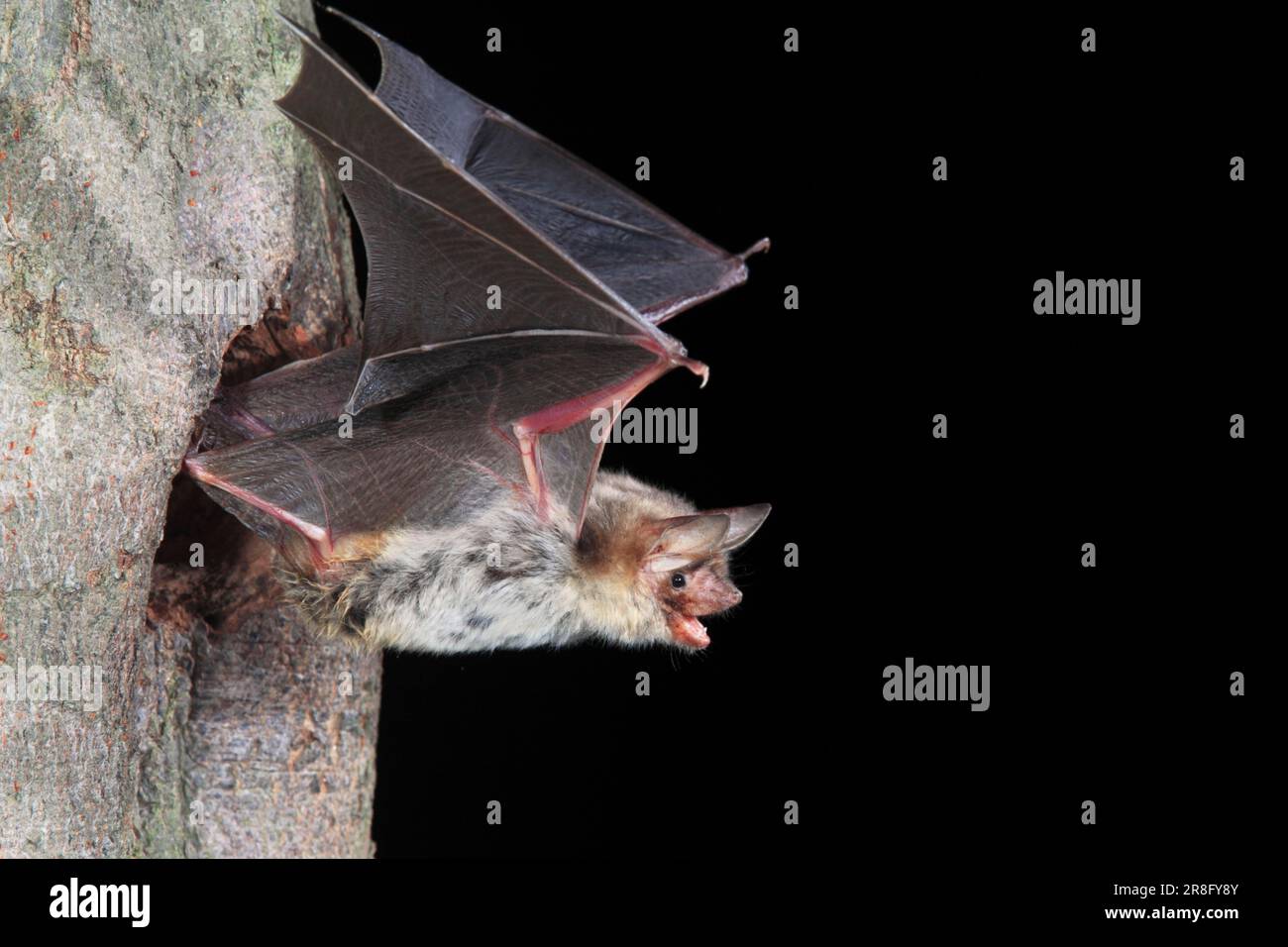 Greater mouse-eared bat (Myotis myotis), Germany Stock Photo - Alamy