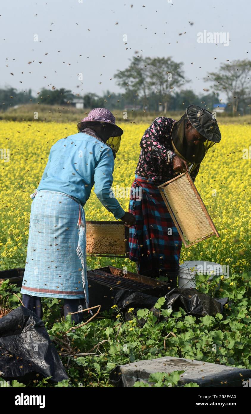 Bee keepers working in a bee farm near a mustards field in a village in ...