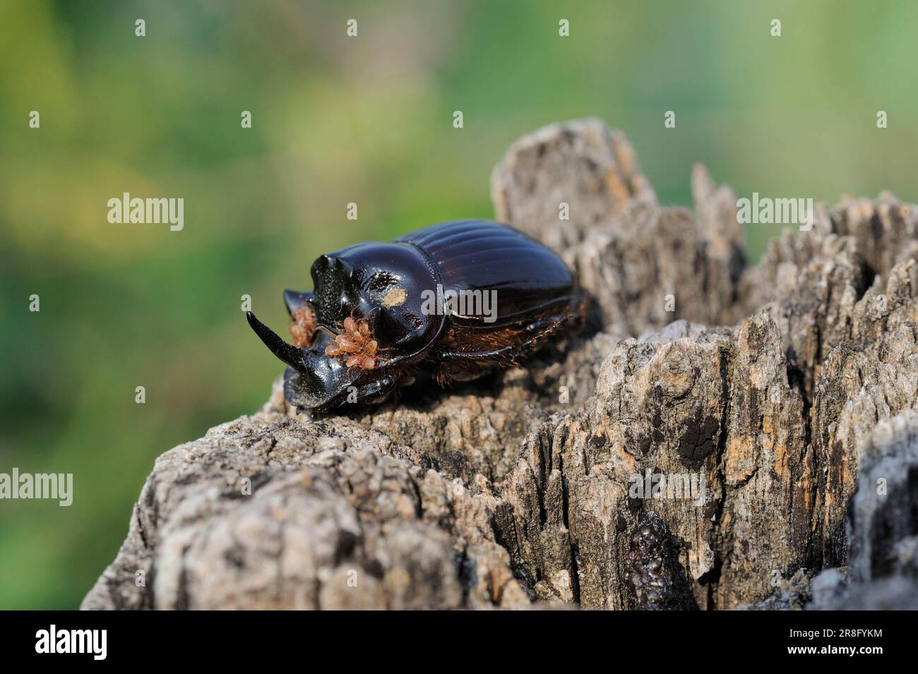 European Rhinoceros Beetle (Oryctes nasicornis) infested by parasites ...