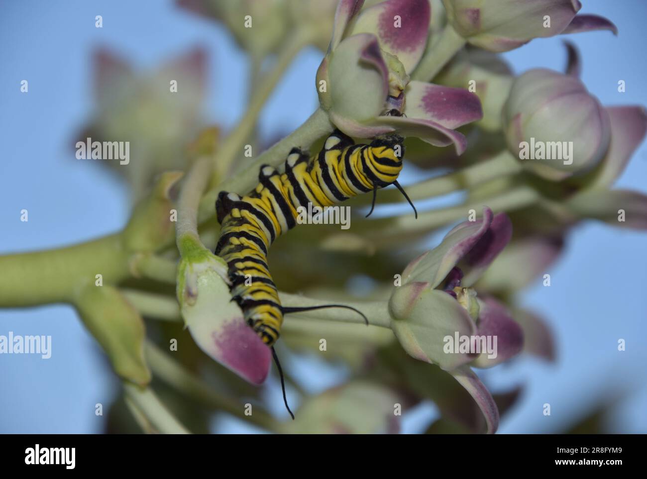 Crawling monarch caterpillar on a budding giant milkweed bush on the ...