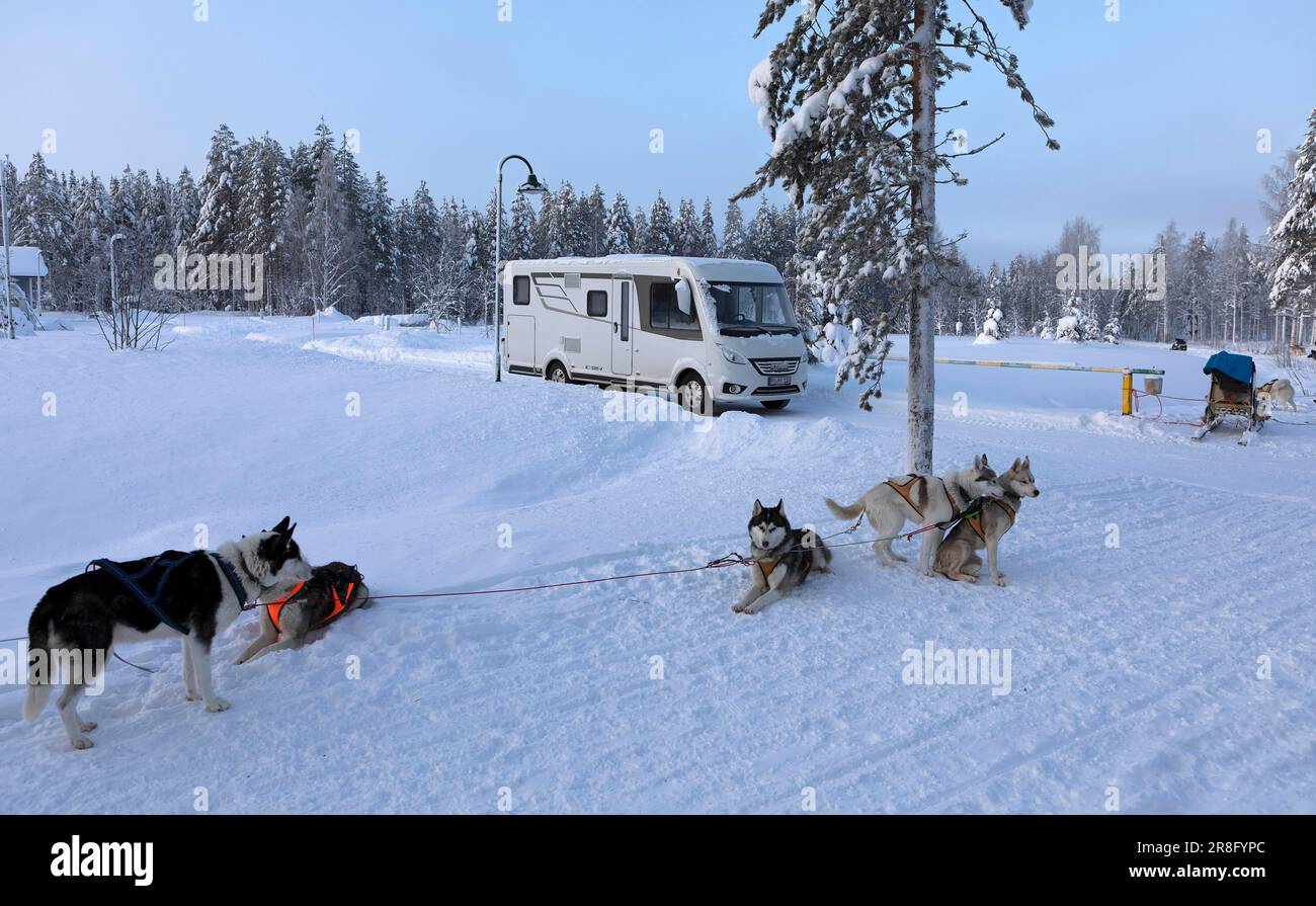 Huskies, sled dogs in front of camper van in wintry Lapland, Finland ...