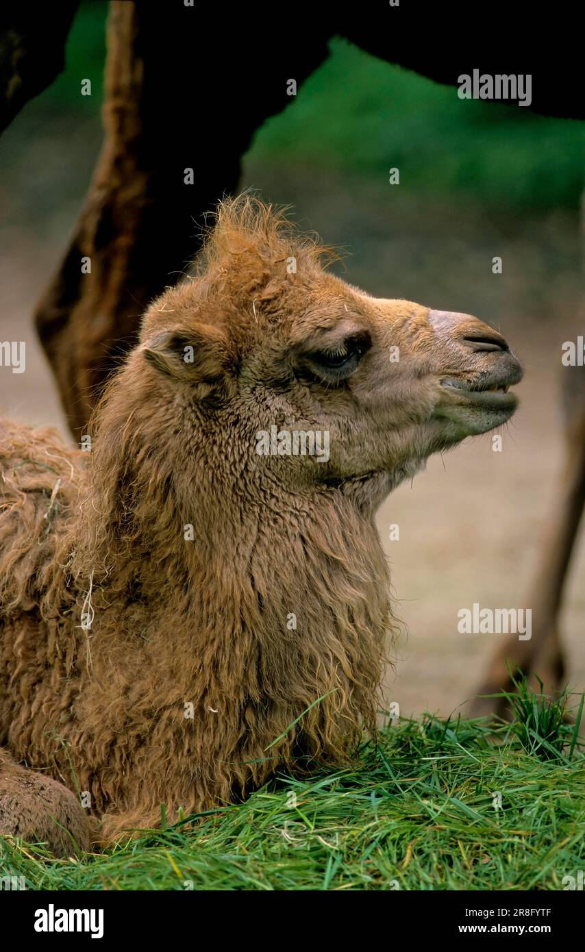 Young bactrian camel hi-res stock photography and images - Alamy