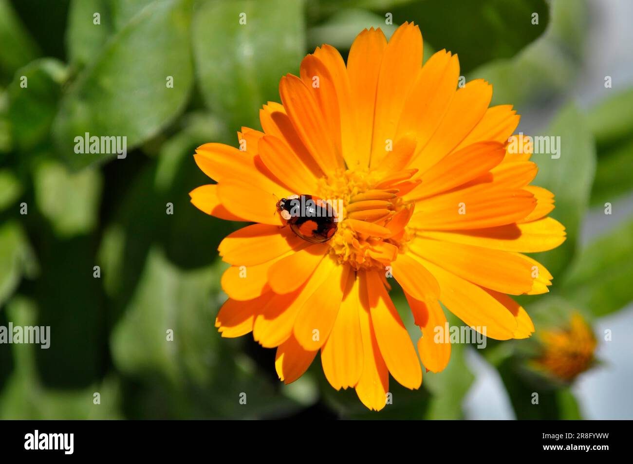 Ladybird on marigold (Calendula officinalis) flower, marigold, asian ...