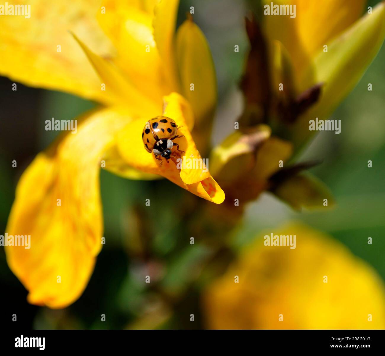 Ladybird on cannas (Canna) flower, asian lady beetle (Harmonia axyridis ...