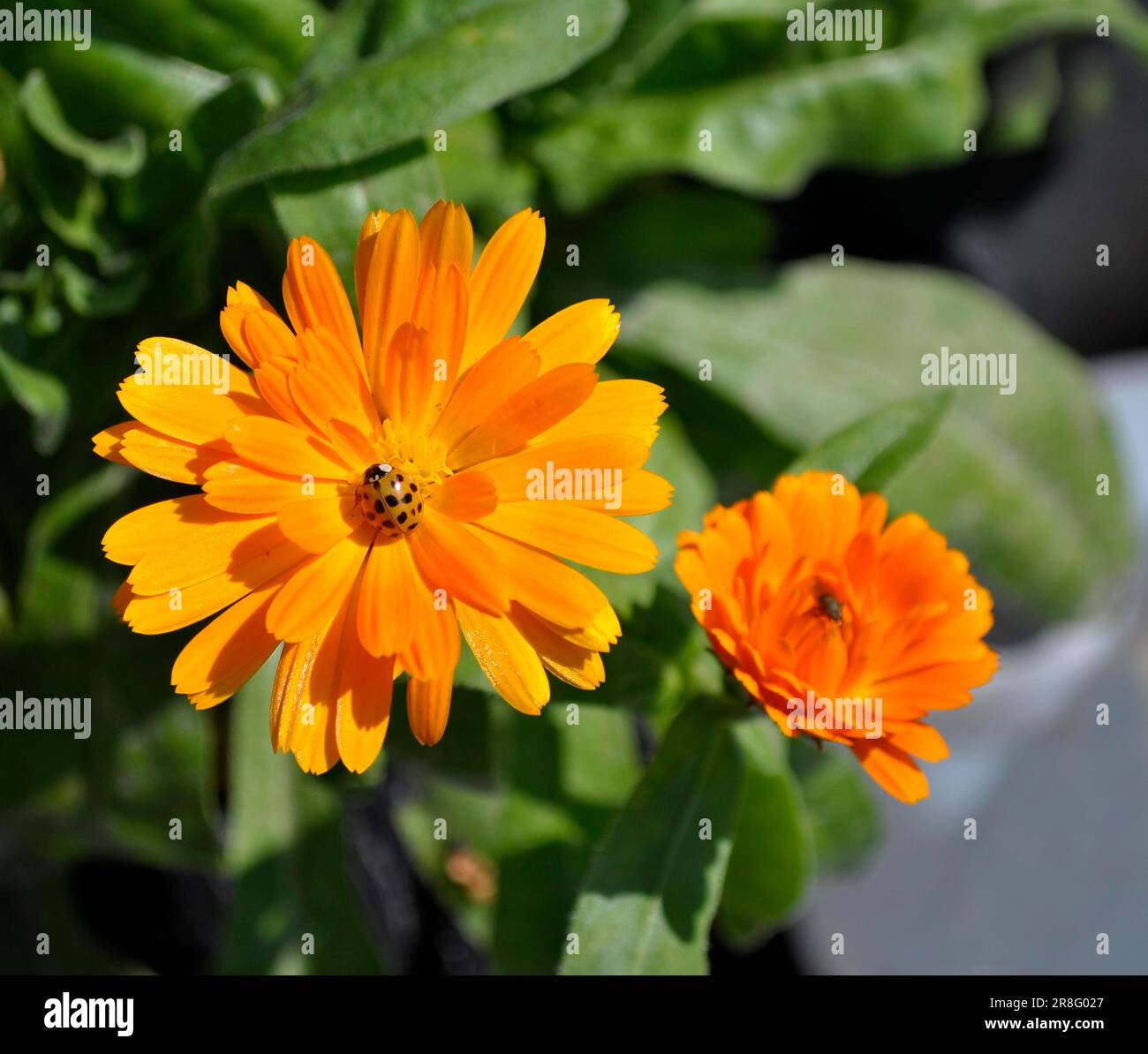 Ladybird on marigold (Calendula officinalis) flower, marigold, asian ...