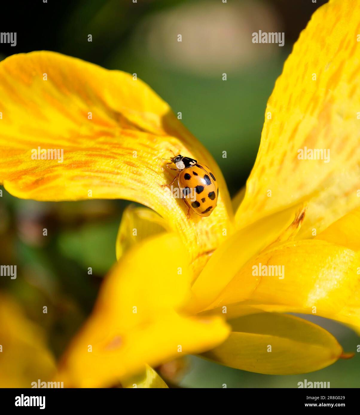 Ladybird on cannas (Canna) flower, asian lady beetle (Harmonia axyridis ...