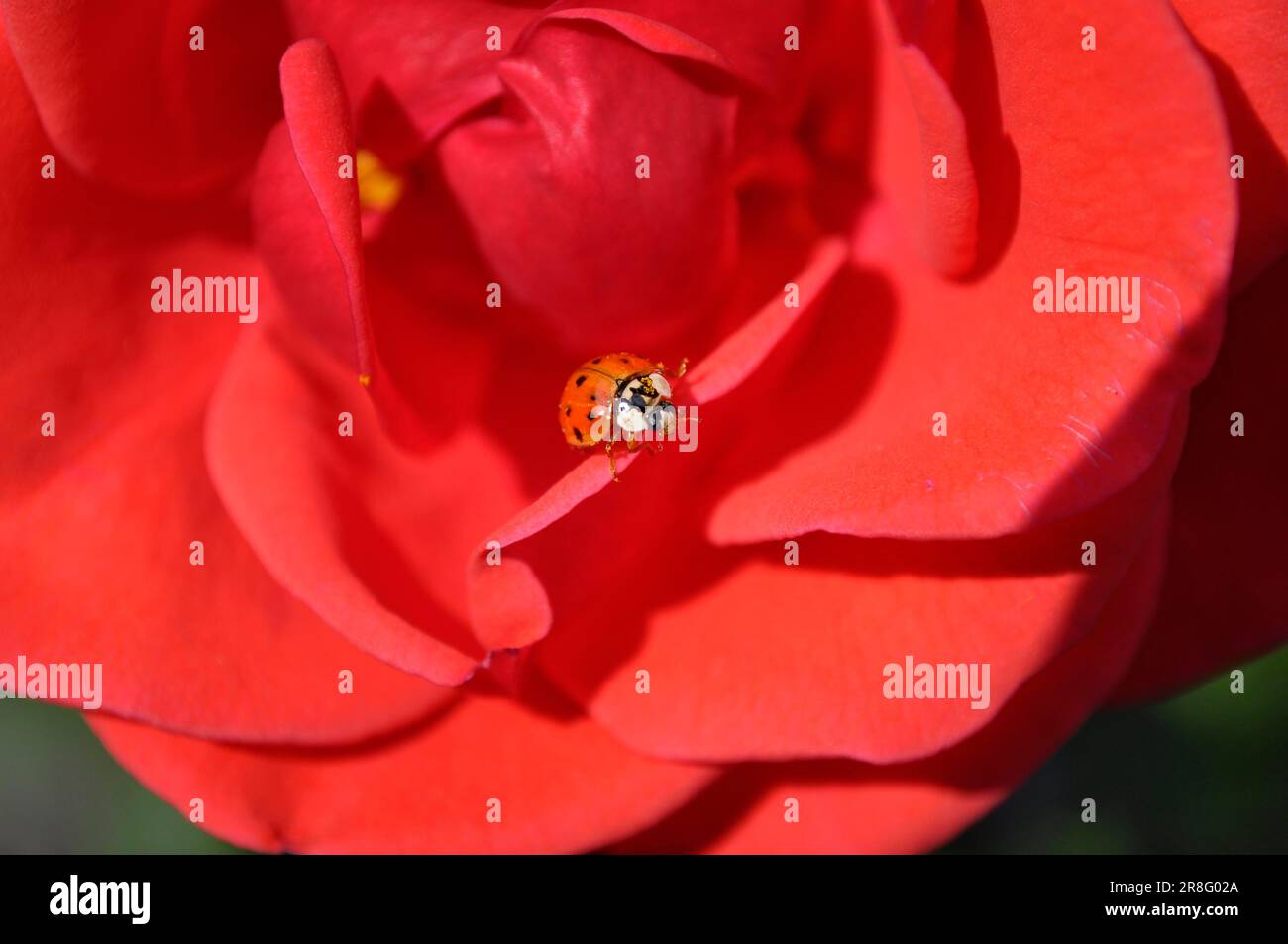 Ladybird in shrub rose (Rosa Stock Photo - Alamy