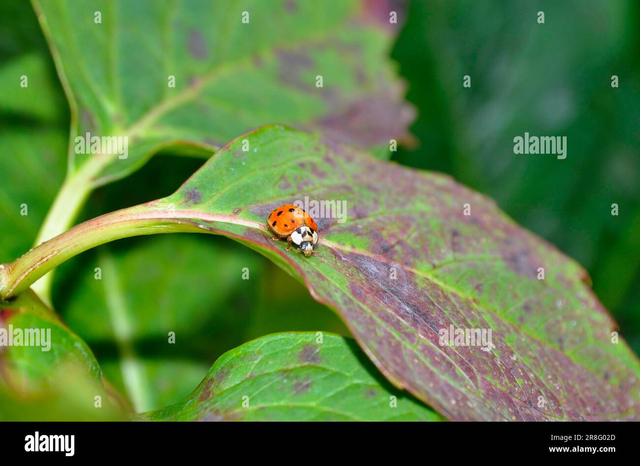 Ladybird, asian lady beetle (Harmonia axyridis), on hydrangea leaf ...