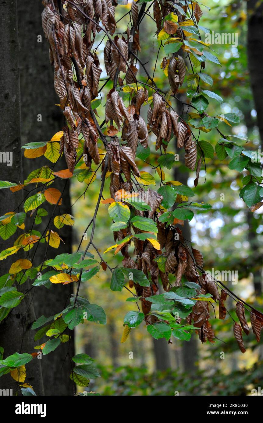 Dying beech tree hi-res stock photography and images - Alamy