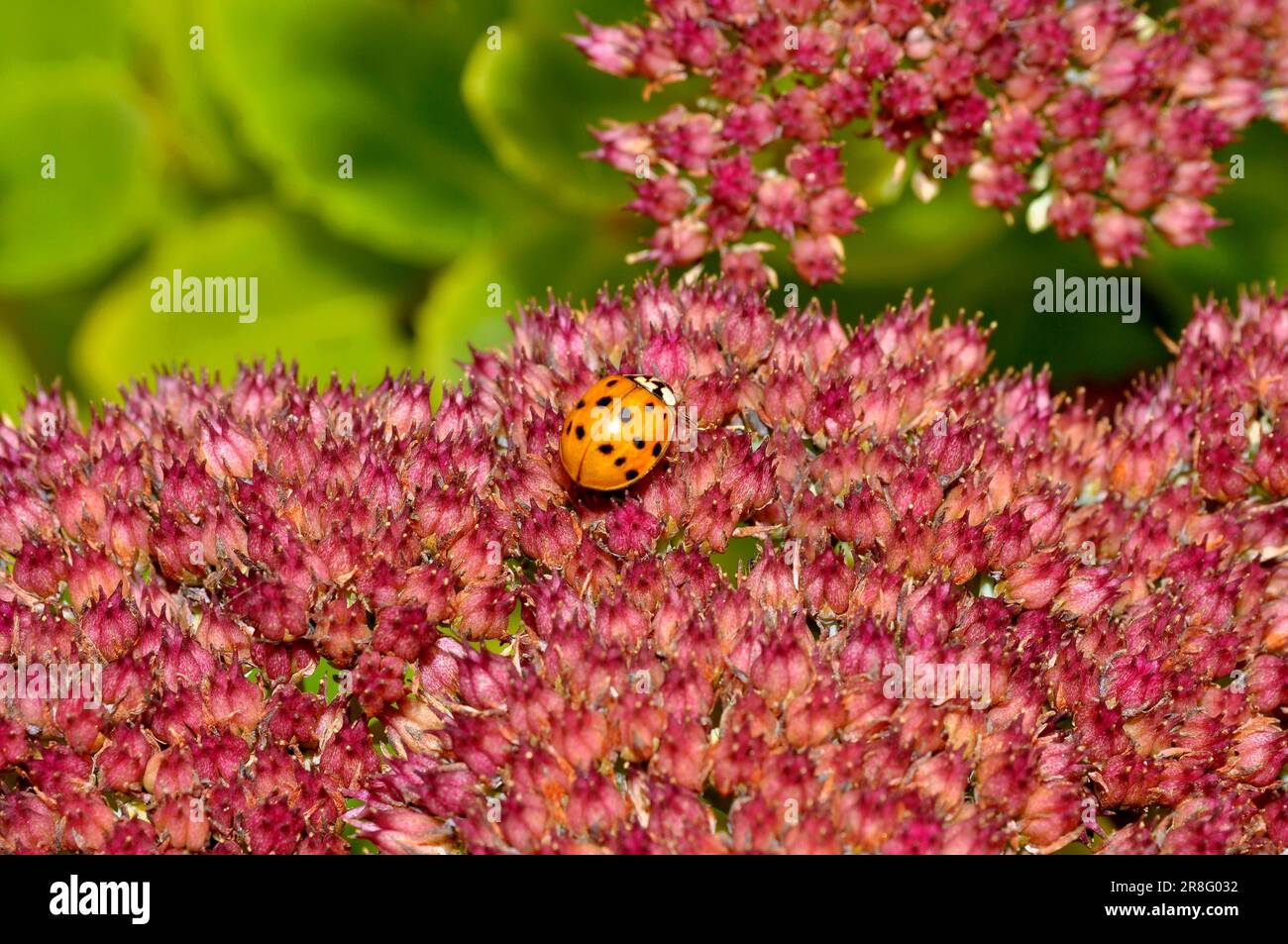 Ladybird, asian lady beetle (Harmonia axyridis Stock Photo - Alamy