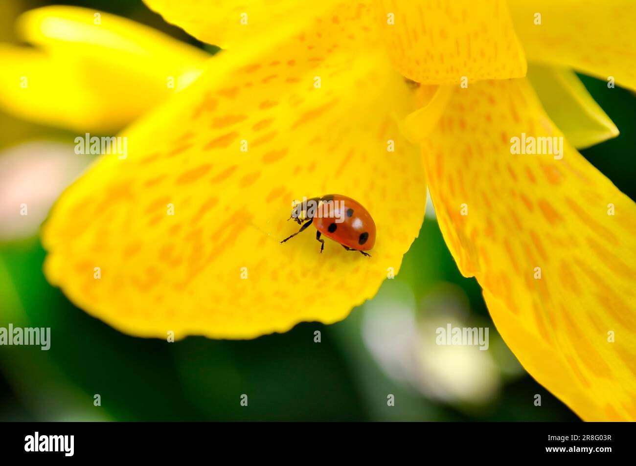 Ladybird on cannas (Canna) flower, cannas leaf, seven-spott ladybird ...