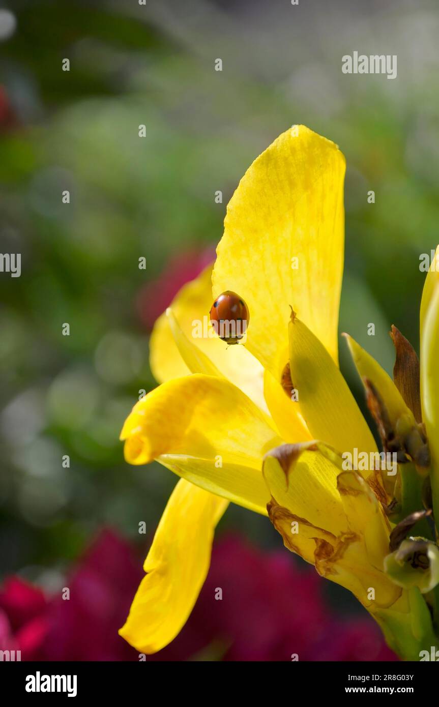 Ladybird on cannas (Canna) flower, asian lady beetle (Harmonia axyridis ...