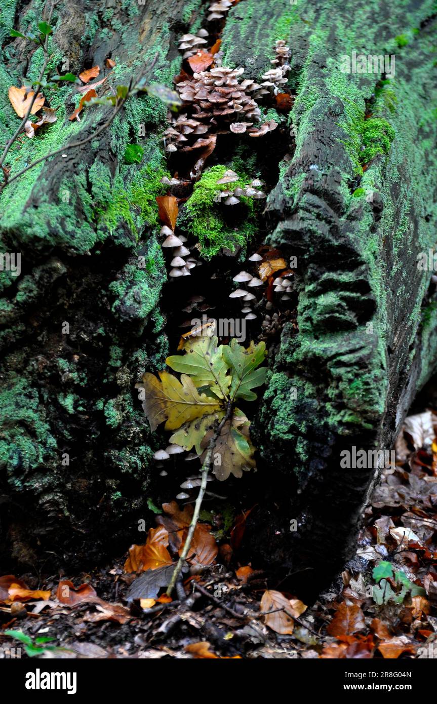 Rotten tree stump in the forest Stock Photo - Alamy