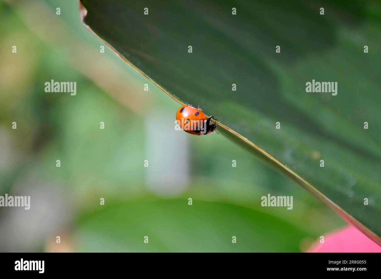 Ladybird on cannas (Canna) flower, cannas leaf, seven-spott ladybird ...