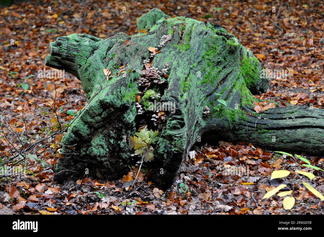 Rotten tree stump in the forest Stock Photo - Alamy