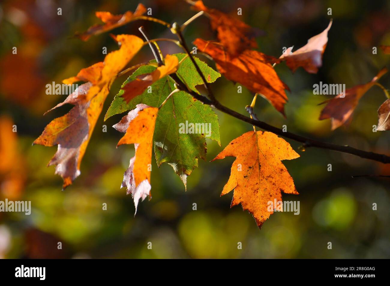 Red oak branch with colourful autumn leaves Stock Photo - Alamy