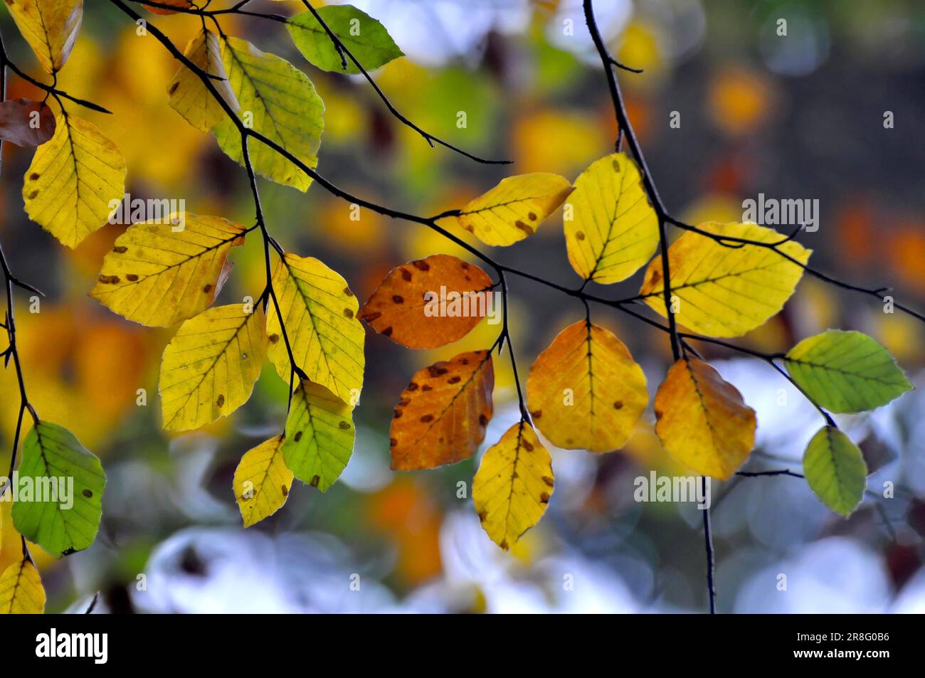 Beech branch in the forest in autumn colours Stock Photo - Alamy
