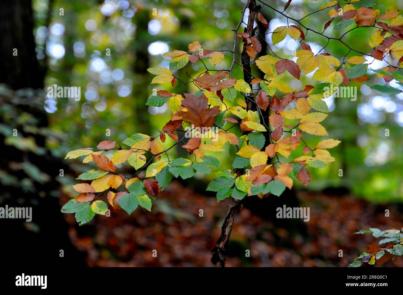 Beech branch with colourful autumn leaves in the forest Stock Photo - Alamy