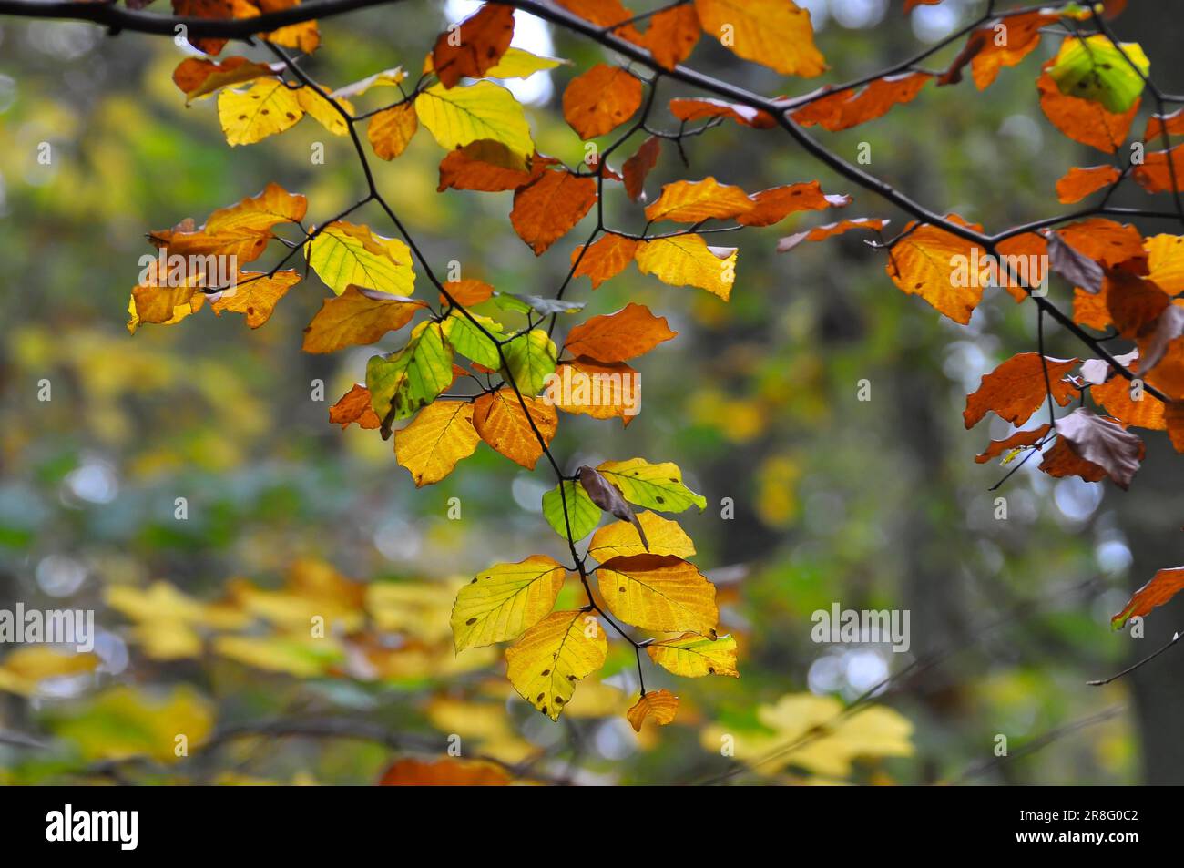Beech branch in the forest in autumn colours Stock Photo - Alamy
